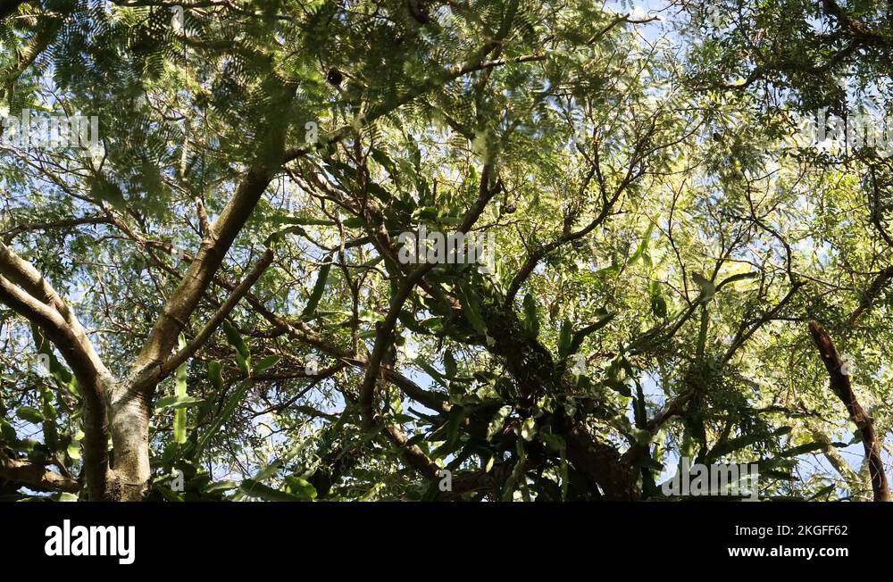 Under the canopy of a tree Stock Videos & Footage - HD and 4K Video ...