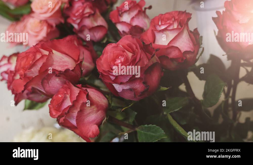 White and red roses with lovely petals and dew drops looking fragile in ...