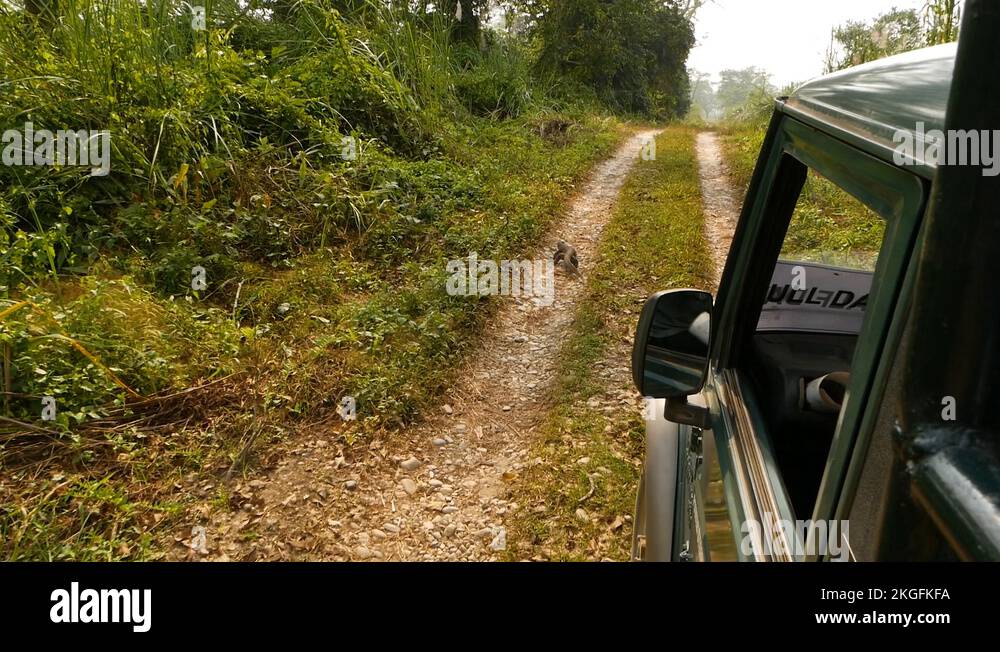 Car driving on remote road in forest of Chitwan National Safari Park in ...
