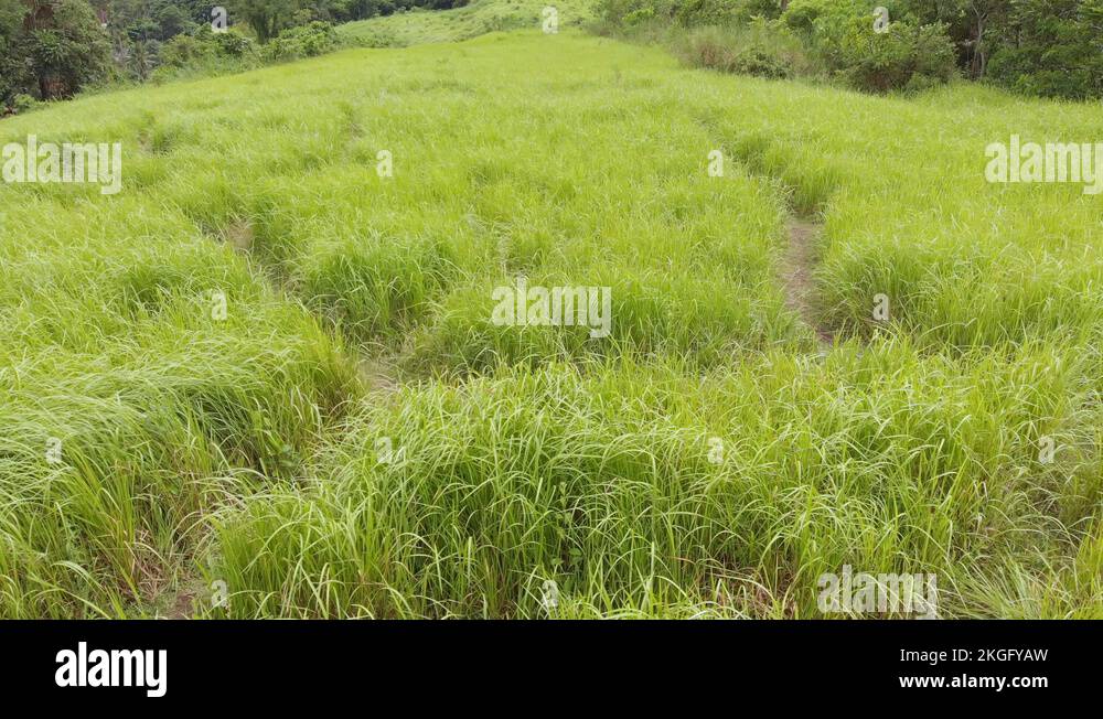 Trace grass Stock Videos & Footage - HD and 4K Video Clips - Alamy
