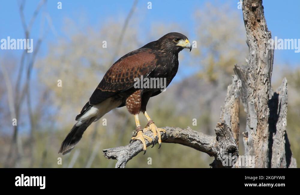Harris hawk and claws Stock Videos & Footage - HD and 4K Video Clips ...