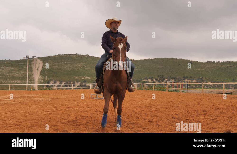 Colt stallion Stock Videos & Footage - HD and 4K Video Clips - Alamy