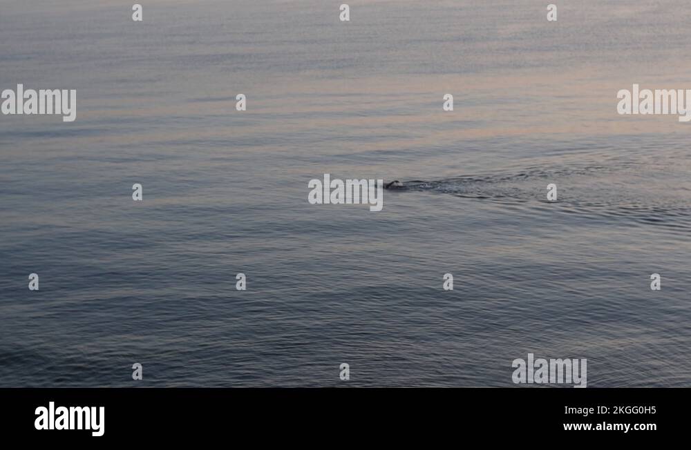 Early morning swim sea Stock Videos & Footage - HD and 4K Video Clips ...