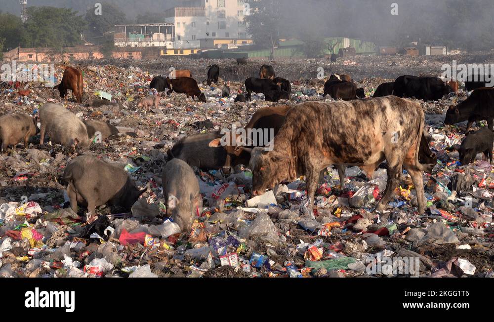 Cattle and pigs grazing among piles of plastic trash and other garbage ...