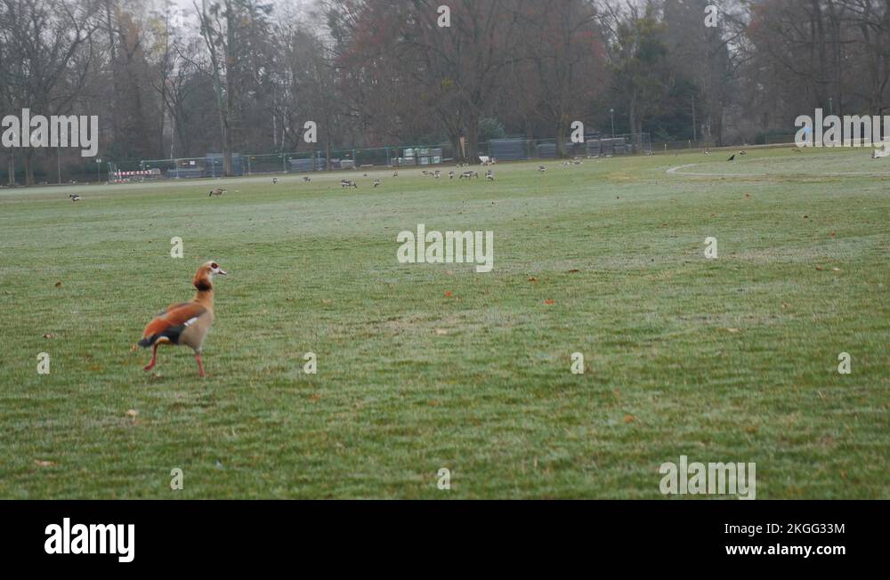 Duck chase Stock Videos & Footage - HD and 4K Video Clips - Alamy