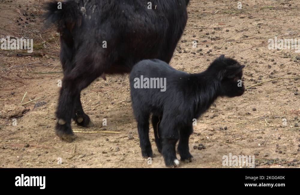 Pygmy goat Stock Videos & Footage - HD and 4K Video Clips - Alamy
