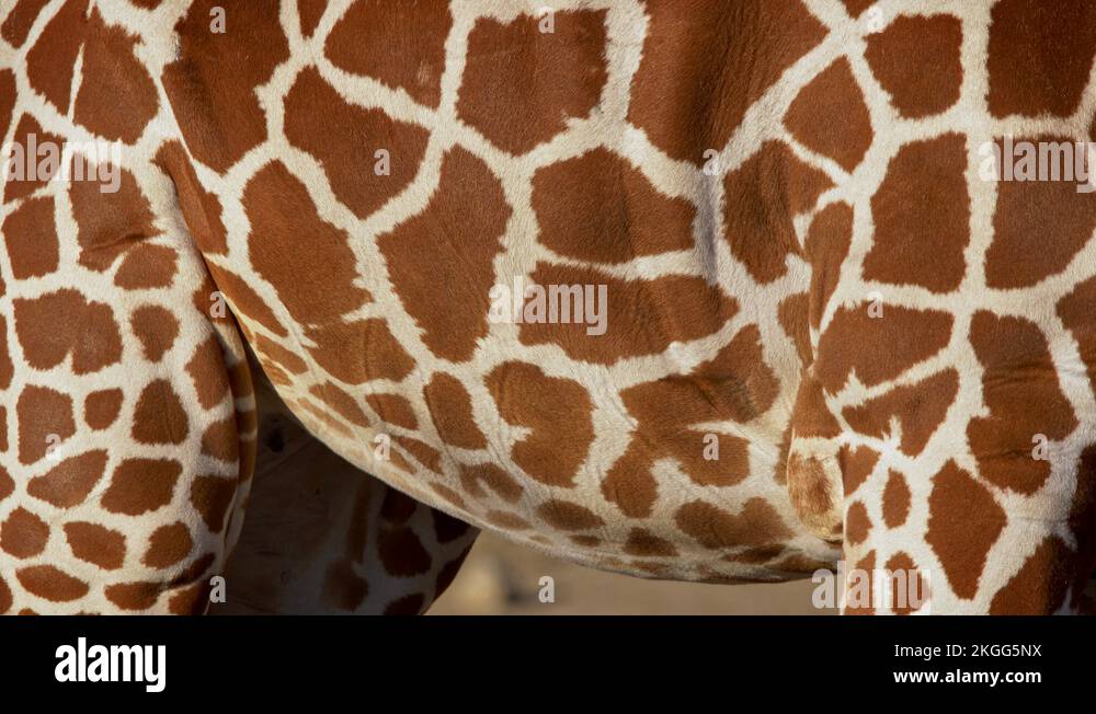 Giraffe coat pattern Stock Videos & Footage - HD and 4K Video Clips - Alamy