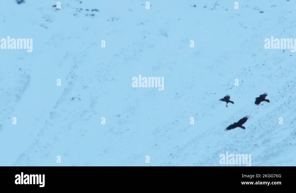 Raven silhouettes Stock Videos & Footage - HD and 4K Video Clips - Alamy