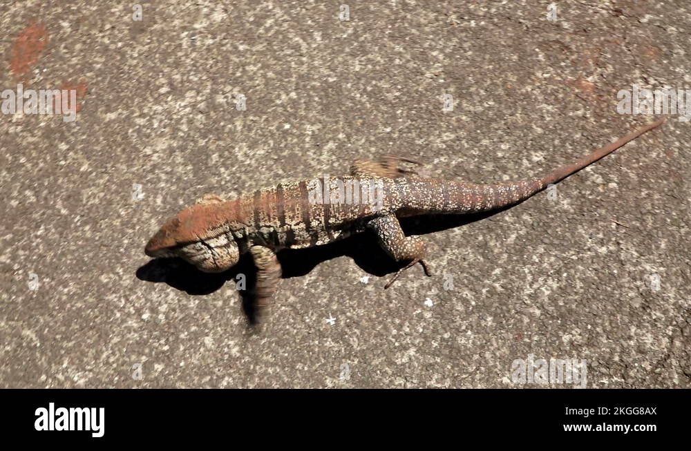 Argentine national park Stock Videos & Footage - HD and 4K Video Clips ...