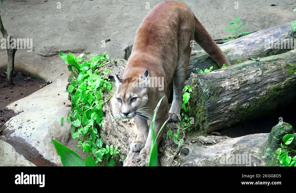 Costa rica and puma Stock Videos & Footage - HD and 4K Video Clips - Alamy