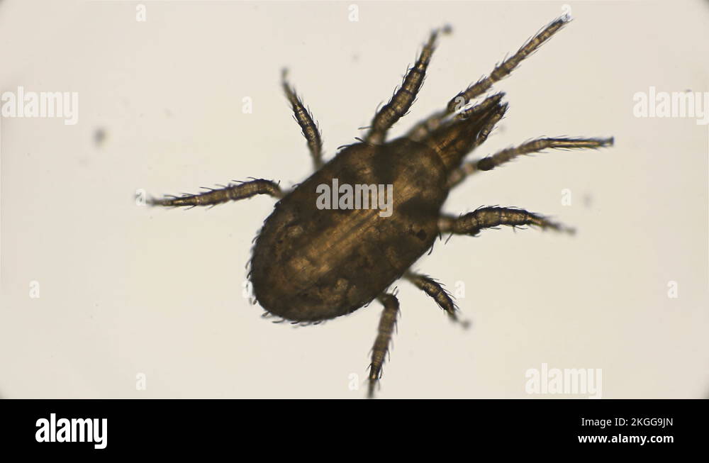 mite hypoaspis miles is a predator, inhabits the upper layers of the ...