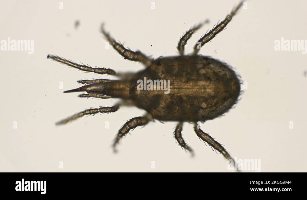 mite hypoaspis miles is a predator, inhabits the upper layers of the ...