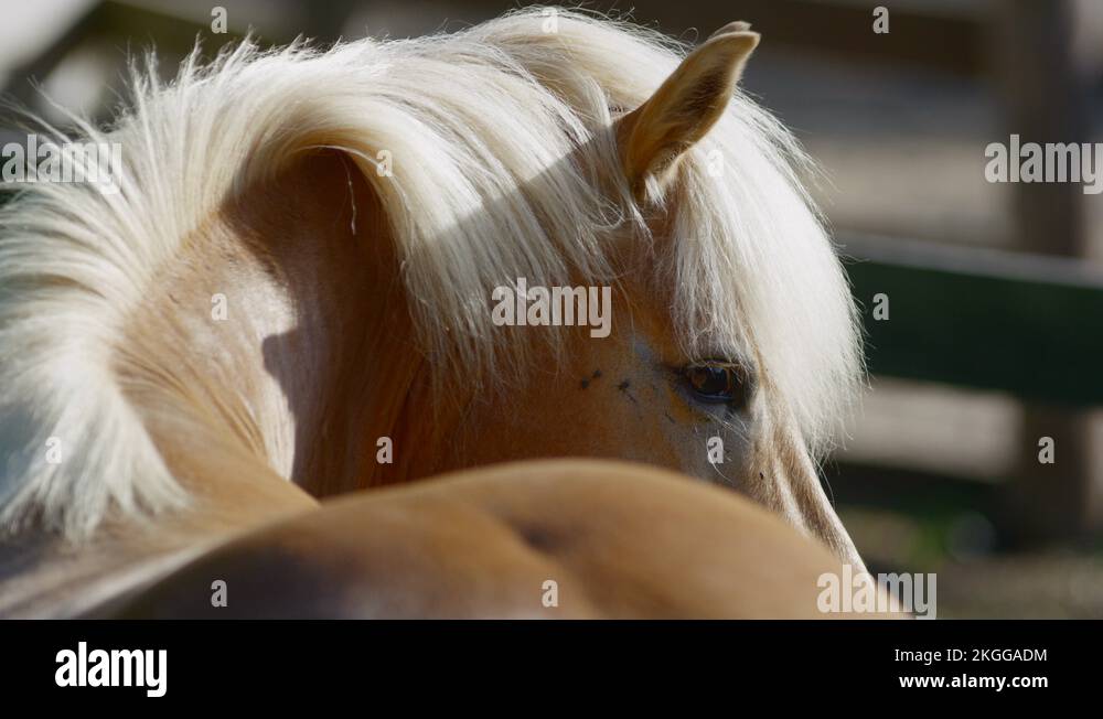Horses with mane Stock Videos & Footage - HD and 4K Video Clips - Alamy