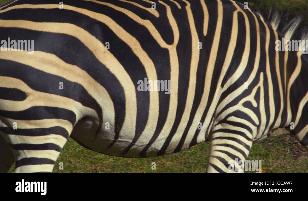 Zoo grass wilderness nature Stock Videos & Footage - HD and 4K Video ...