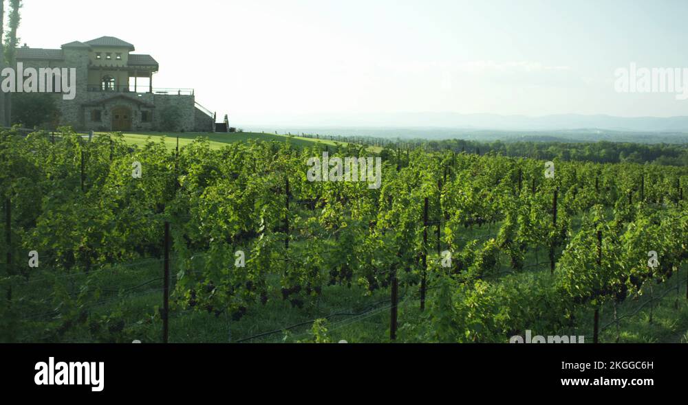 Vine plantations Stock Videos & Footage - HD and 4K Video Clips - Alamy