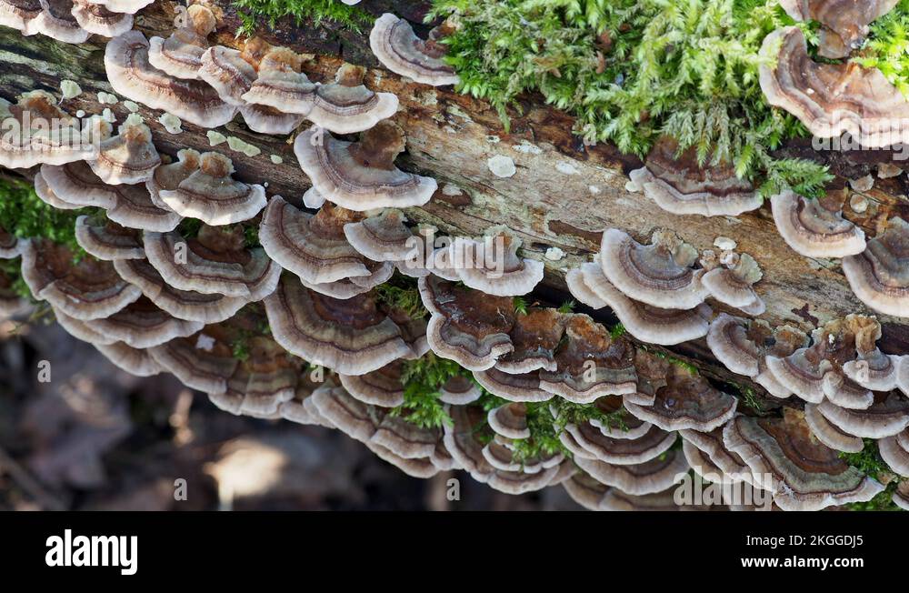 Fungi texture Stock Videos & Footage - HD and 4K Video Clips - Alamy