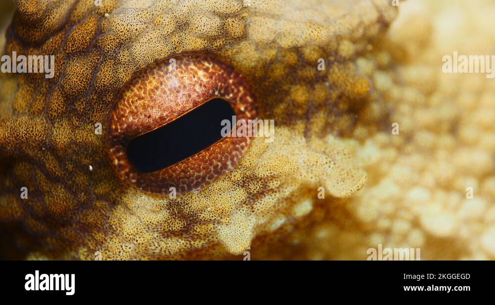 Octopus skin Stock Videos & Footage - HD and 4K Video Clips - Alamy