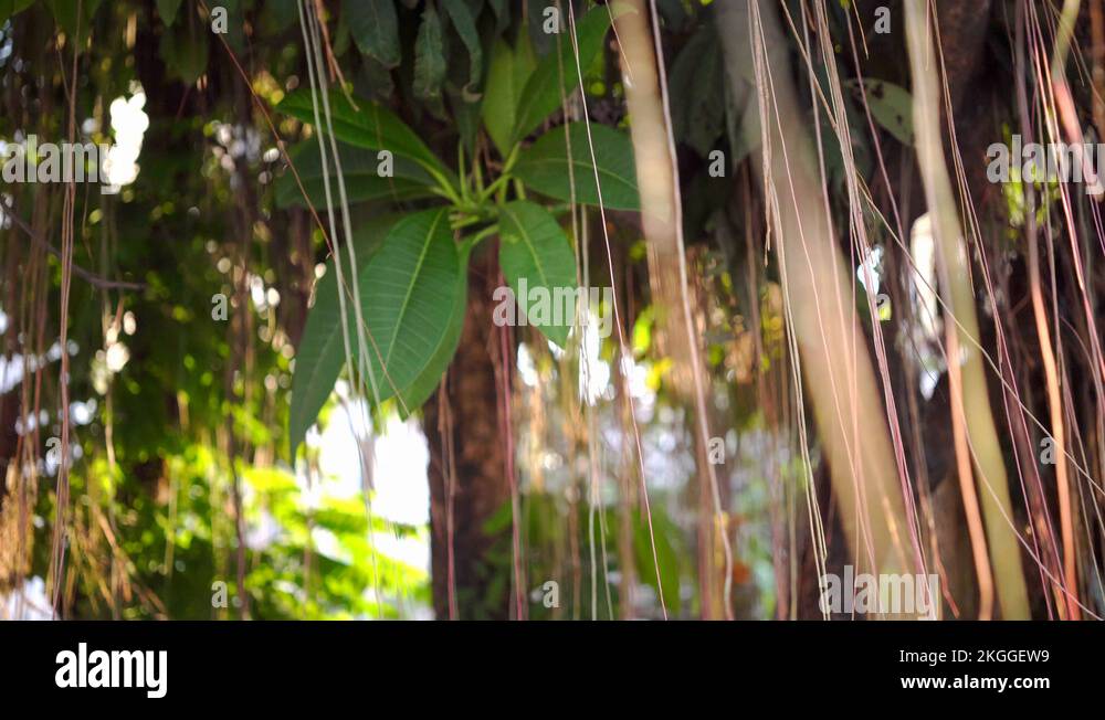 Indian banyan tree Stock Videos & Footage - HD and 4K Video Clips - Alamy