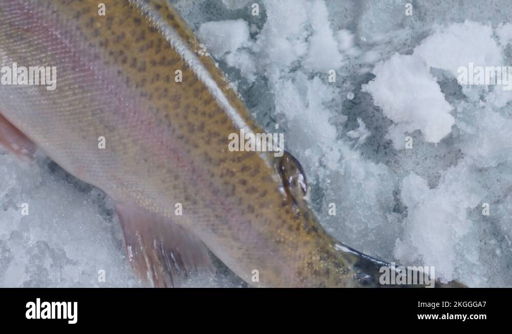 Marine snow fish Stock Videos & Footage - HD and 4K Video Clips - Alamy