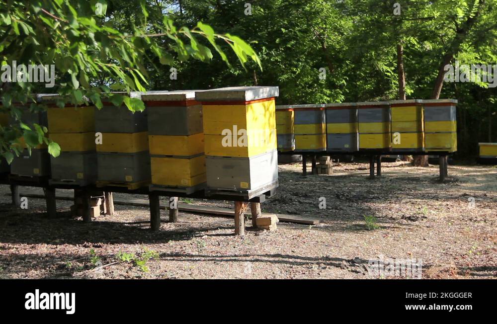Row of beehives on wooden pillars lifted up, apiary, Bee farm Stock ...