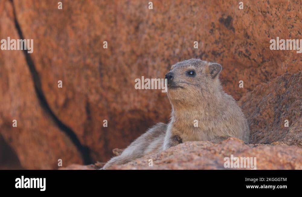 Cape namibia route Stock Videos & Footage - HD and 4K Video Clips - Alamy