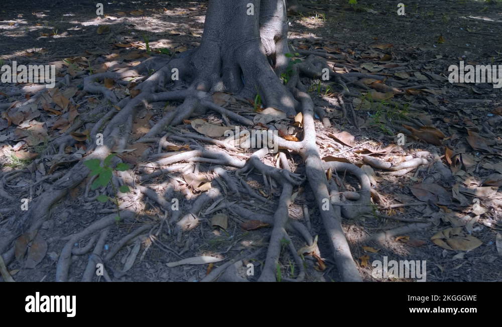 Oak Tree Root System Stock Videos And Footage Hd And 4k Video Clips Alamy