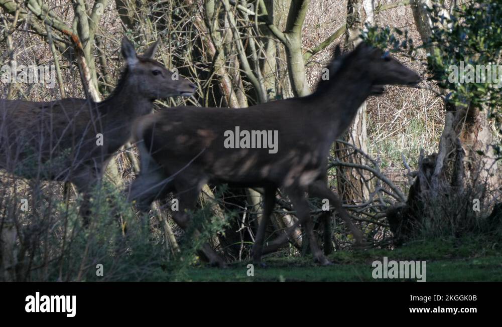 Scrubland animal Stock Videos & Footage - HD and 4K Video Clips - Alamy