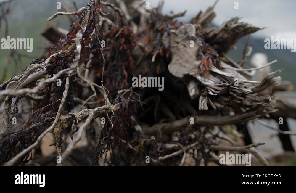 Tree weed Stock Videos & Footage - HD and 4K Video Clips - Alamy