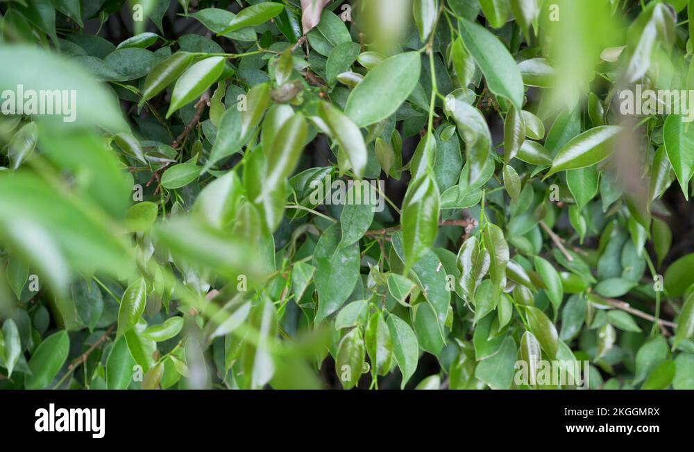 Ficus hedge Stock Videos & Footage - HD and 4K Video Clips - Alamy