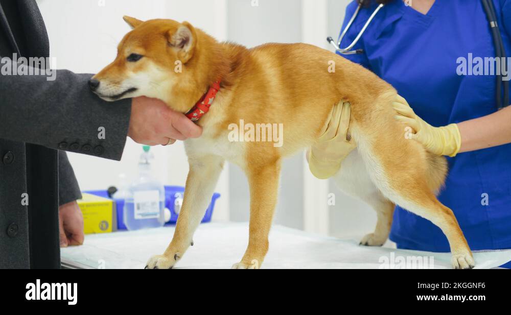 Veterinarian palpating legs and stomach of dog Stock Video Footage - Alamy