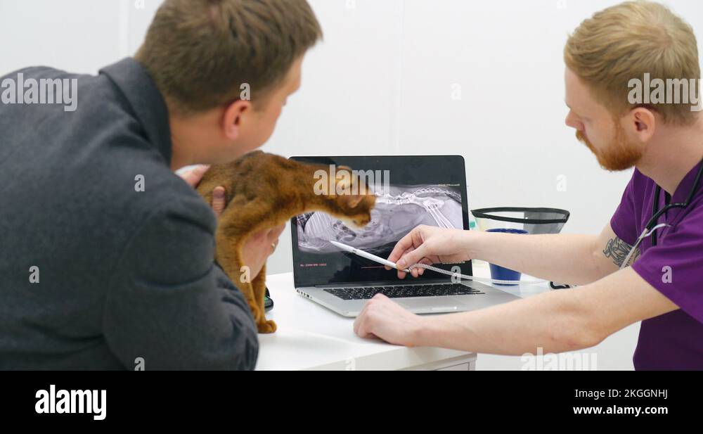 Vet radiologist showing owner x-ray of his cat Stock Video Footage - Alamy