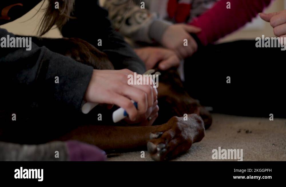 Canine nails Stock Videos & Footage - HD and 4K Video Clips - Alamy