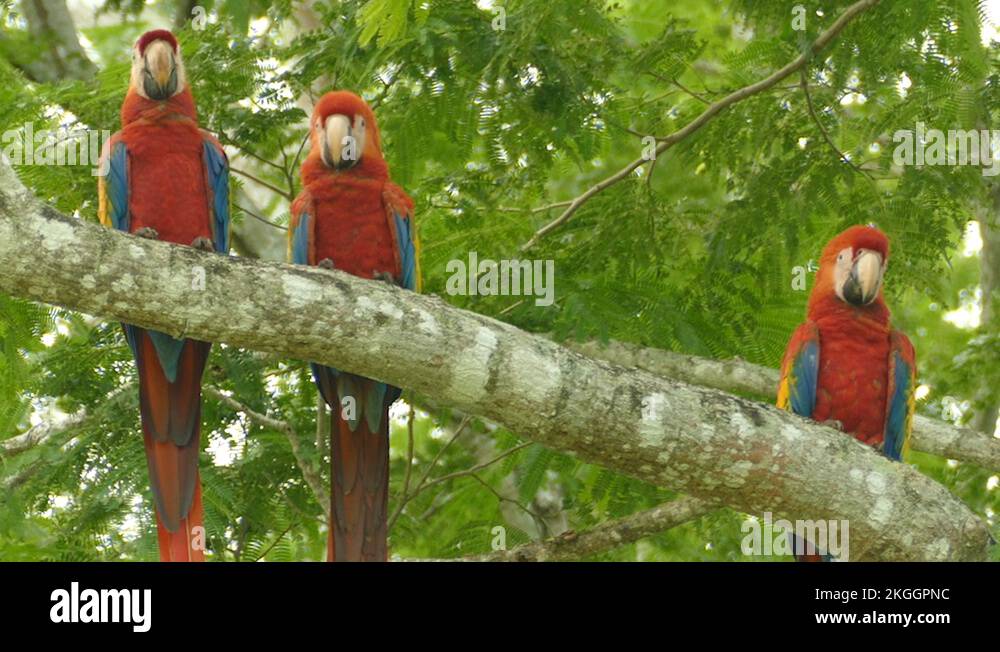 Large neotropical parrot Stock Videos & Footage - HD and 4K Video Clips ...