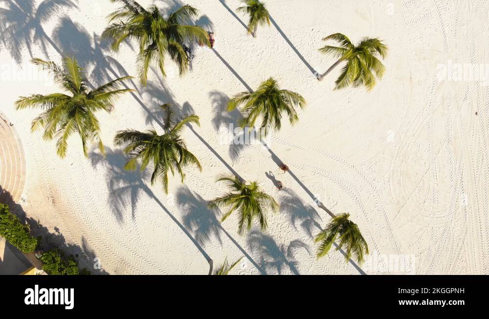 Overhead view of a beach with rows of palm trees near Cancun, Mexico ...