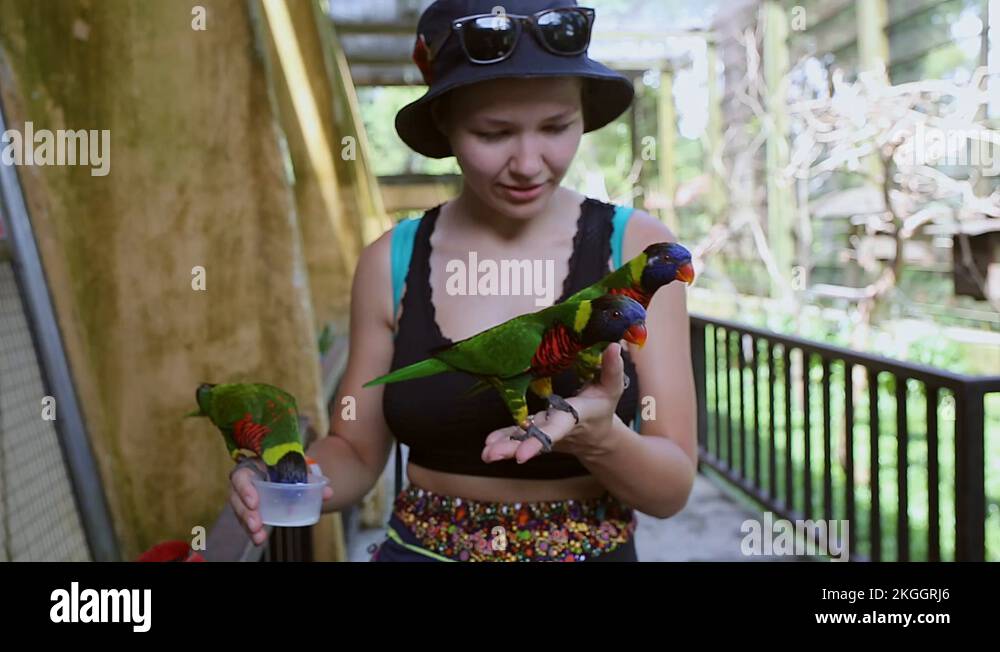 Young bird on human hand Stock Videos & Footage - HD and 4K Video Clips ...