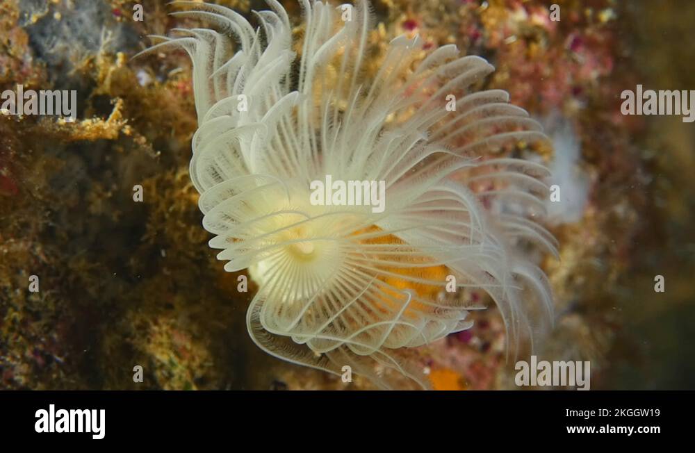 tube worm underwater tubeworm swing open close Stock Video Footage - Alamy