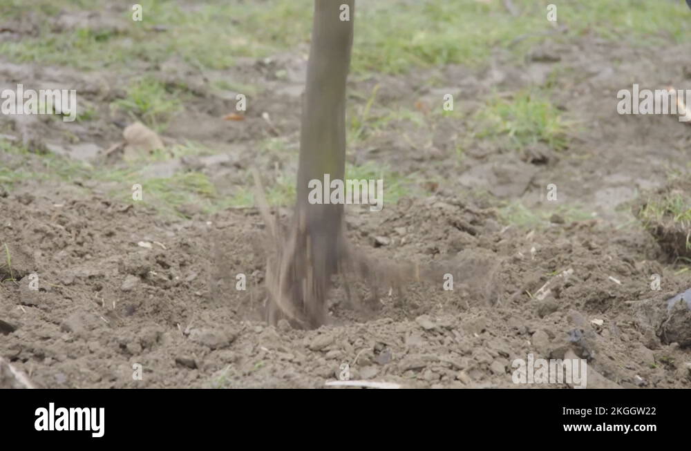 Planting a young tree in the park. Watering the seedling and digging a ...