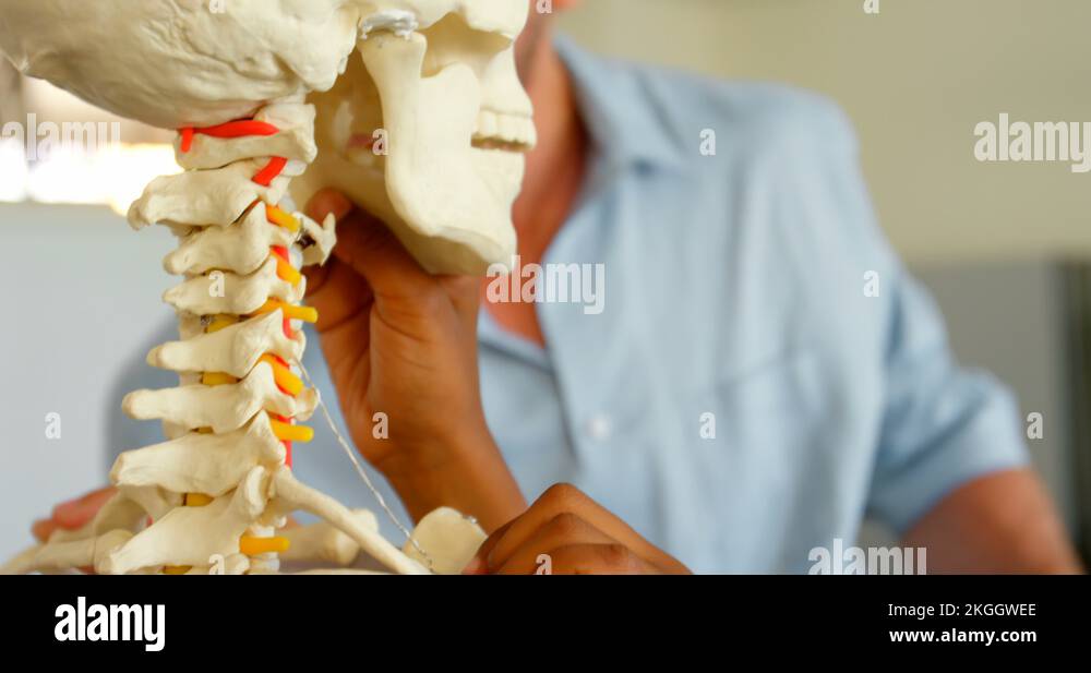 Caucasian male teacher fixing human skeleton model in classroom at ...