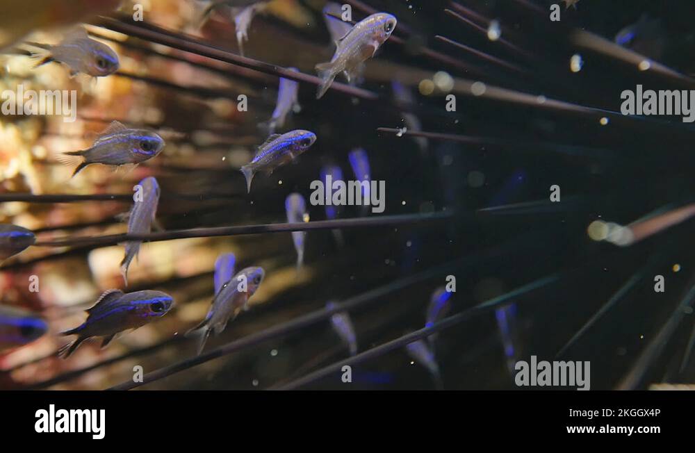 fish hunting the little fish hiding in needles of sea urchin underwater ...