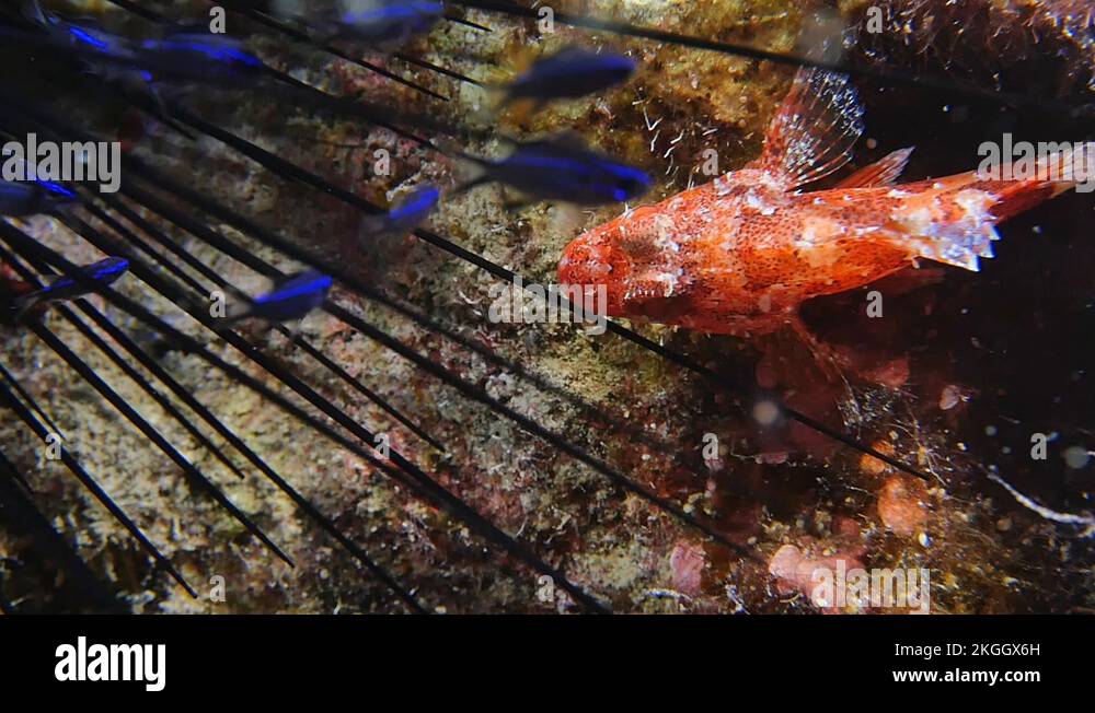 fish hunting the little fish hiding in needles of sea urchin underwater ...