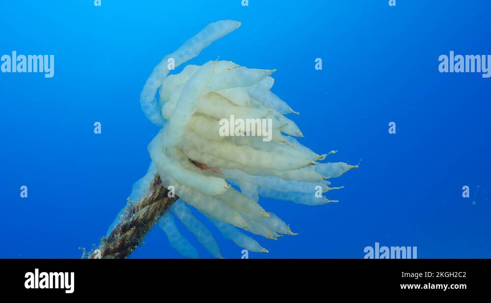 Squid anatomy Stock Videos & Footage - HD and 4K Video Clips - Alamy