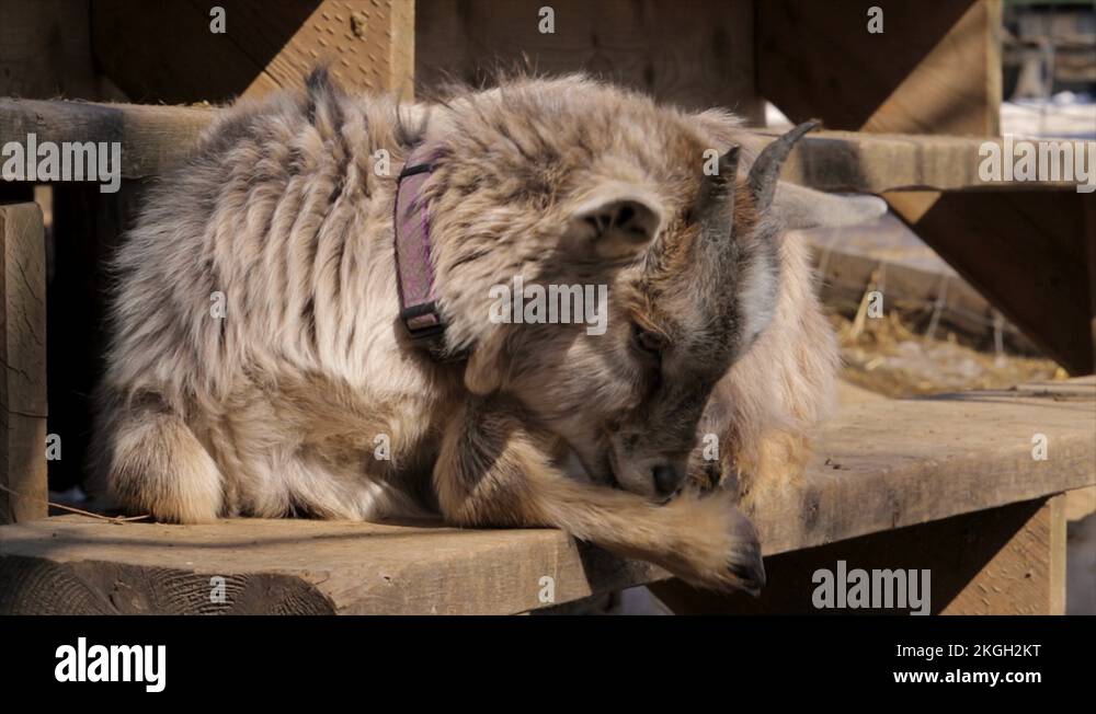 Goat grooming itself while laying down getting warming in the sun ...