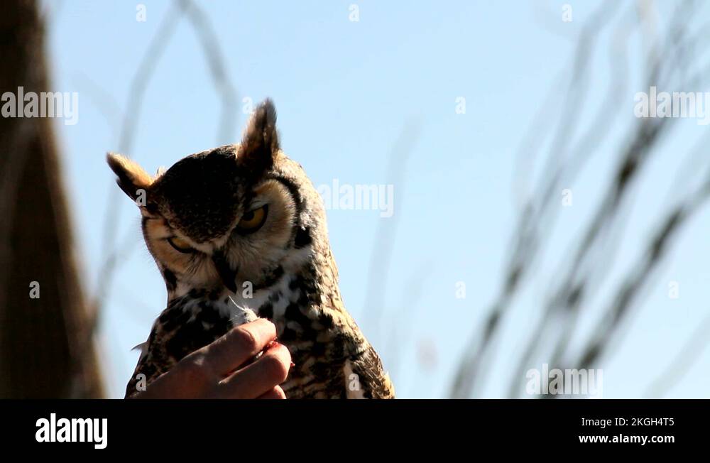 Hungry owl Stock Videos & Footage - HD and 4K Video Clips - Alamy