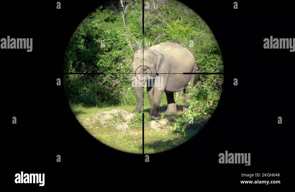 Hunting with an elephant Stock Videos & Footage - HD and 4K Video Clips ...