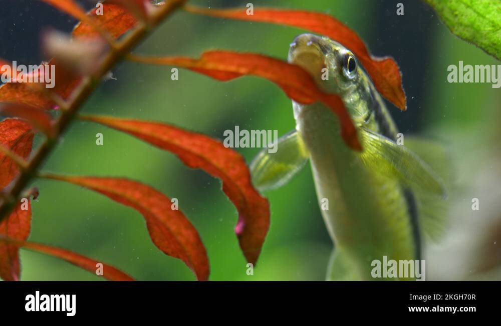 Red algae eater Stock Videos & Footage - HD and 4K Video Clips - Alamy