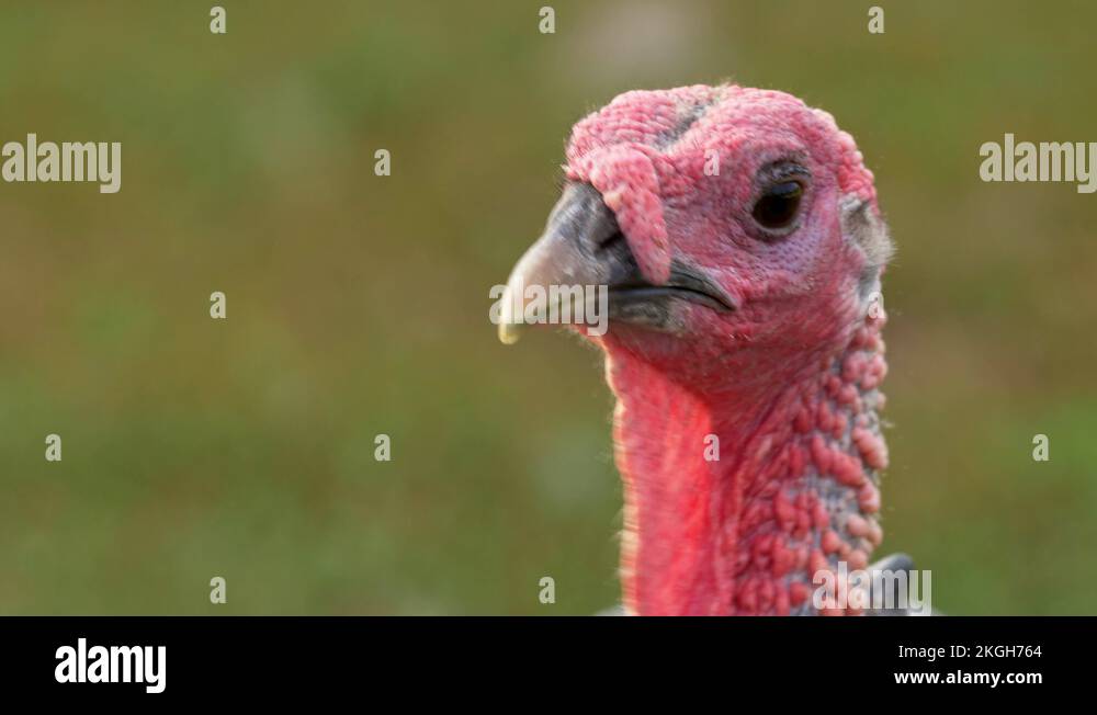 Caruncle turkey Stock Videos & Footage - HD and 4K Video Clips - Alamy