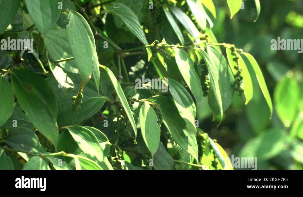 Plantations of black pepper. Black pepper grows on the ground ...
