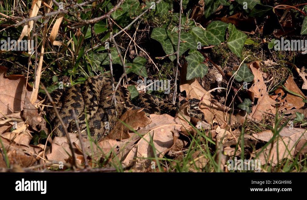 Adder snake in the wild two together England UK 4K Stock Video Footage ...