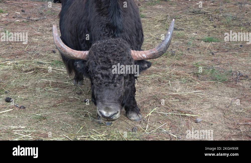 Yak head Stock Videos & Footage - HD and 4K Video Clips - Alamy