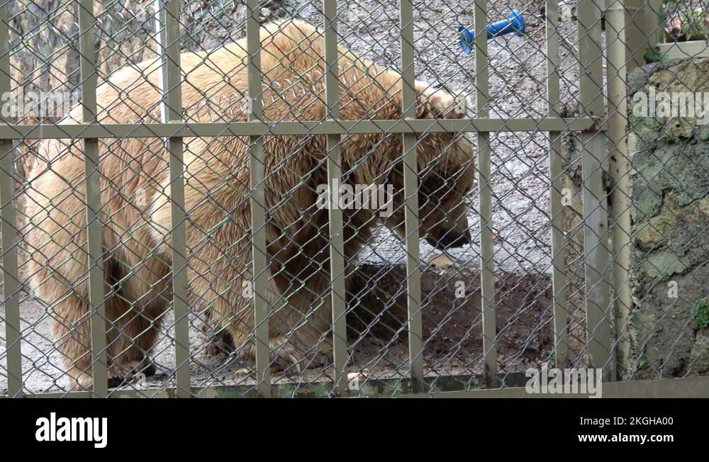 Zoologicgarden Stock Videos & Footage - HD and 4K Video Clips - Alamy